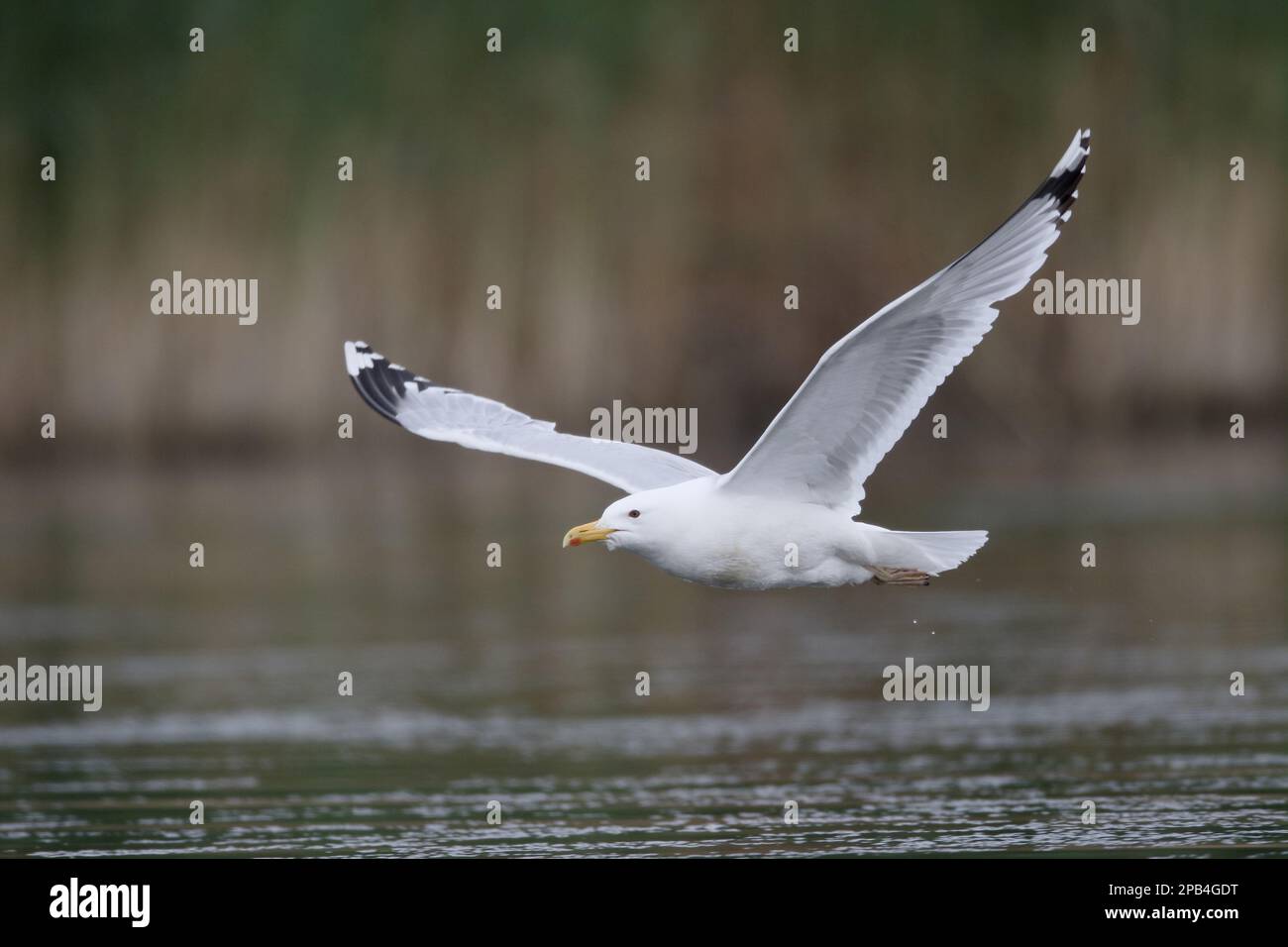 Caspian Gull, caspian gulls (Larus cachinnans), White-headed Gull ...