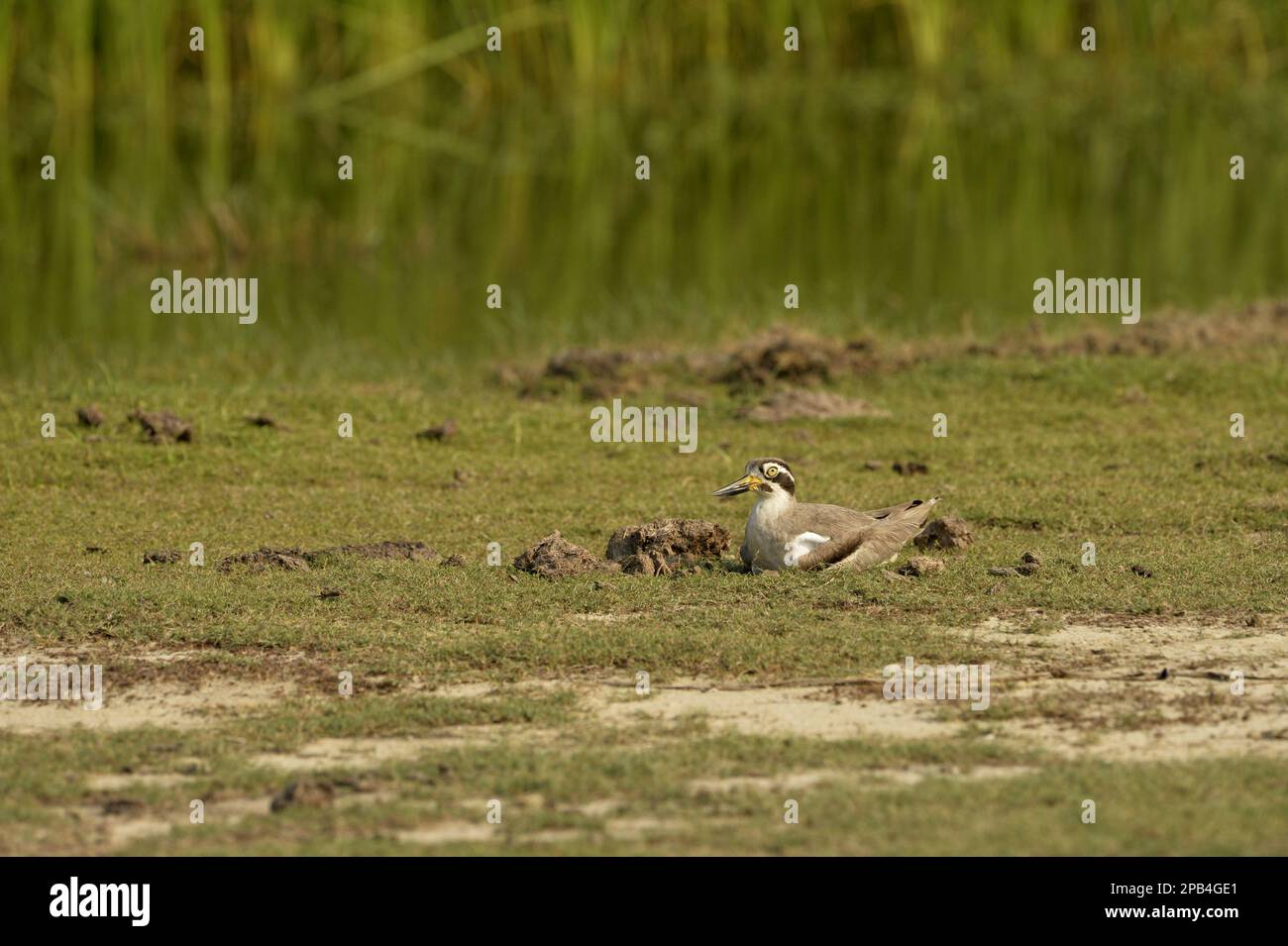 Great stone-curlew (Esacus recurvirostris) adult, sitting on nest ...