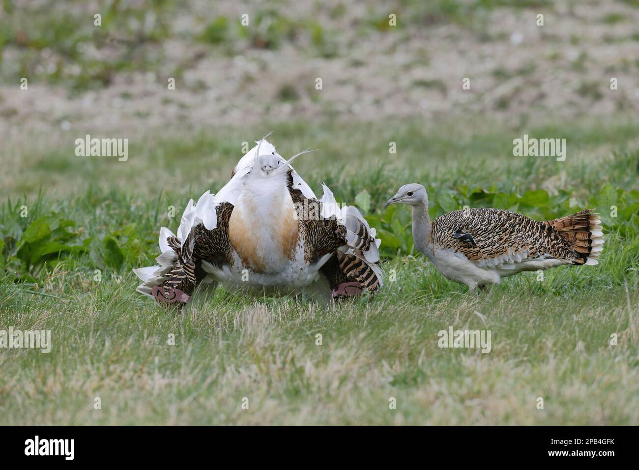 Great bustard (Otis tarda), adult male, with wing tags, issued to adult ...
