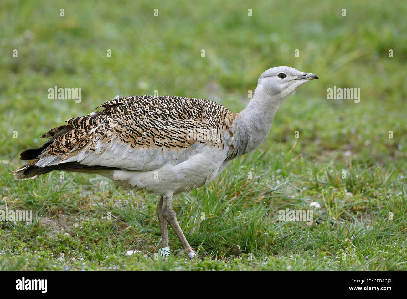 Great bustard (Otis tarda), adult female, with leg rings, standing on ...