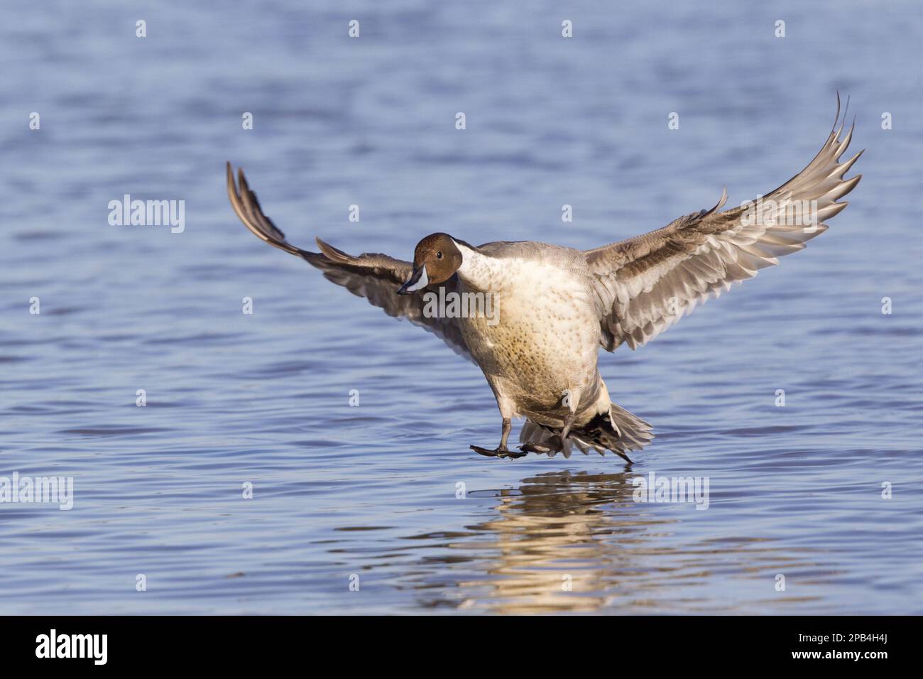 Northern pintail (Anas acuta), adult male, in flight, landing on water ...