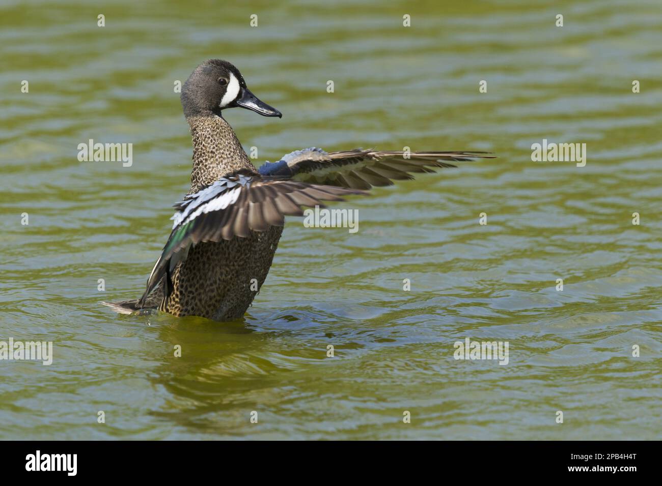 Blue-winged teals (Anas discors), Ducks, Geese, Animals, Birds, Blue ...