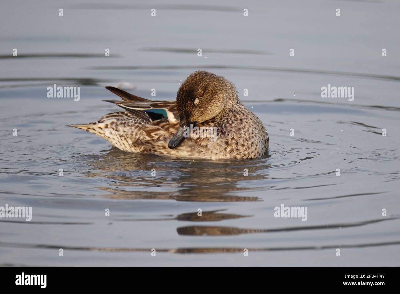 Eurasian teal (Anas crecca), adult female, preening on water, Hong Kong ...