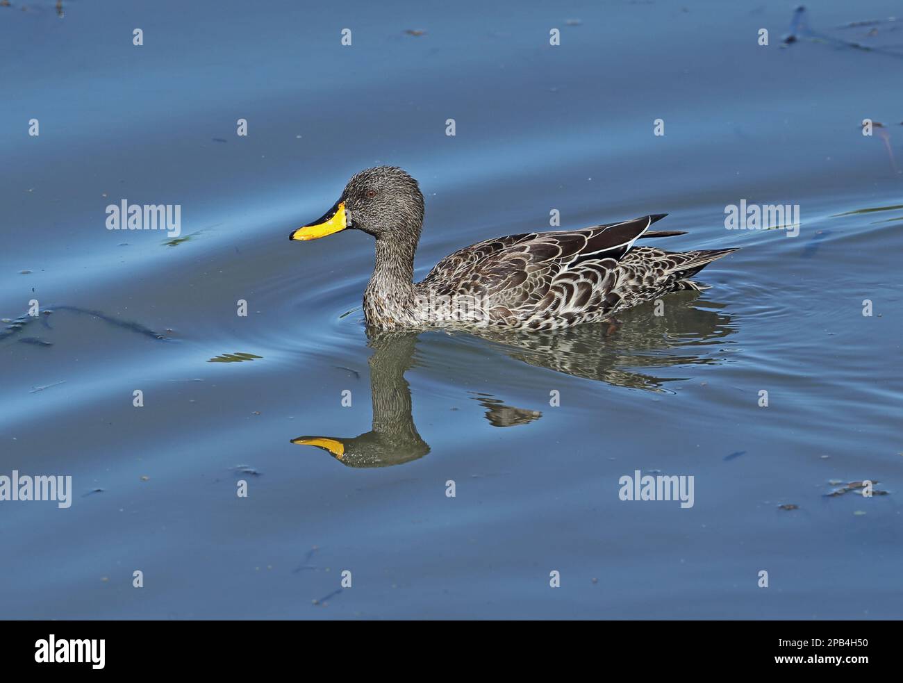 Yellow-billed Duck, southern yellow-billed duck (Anas undulata undulata ...