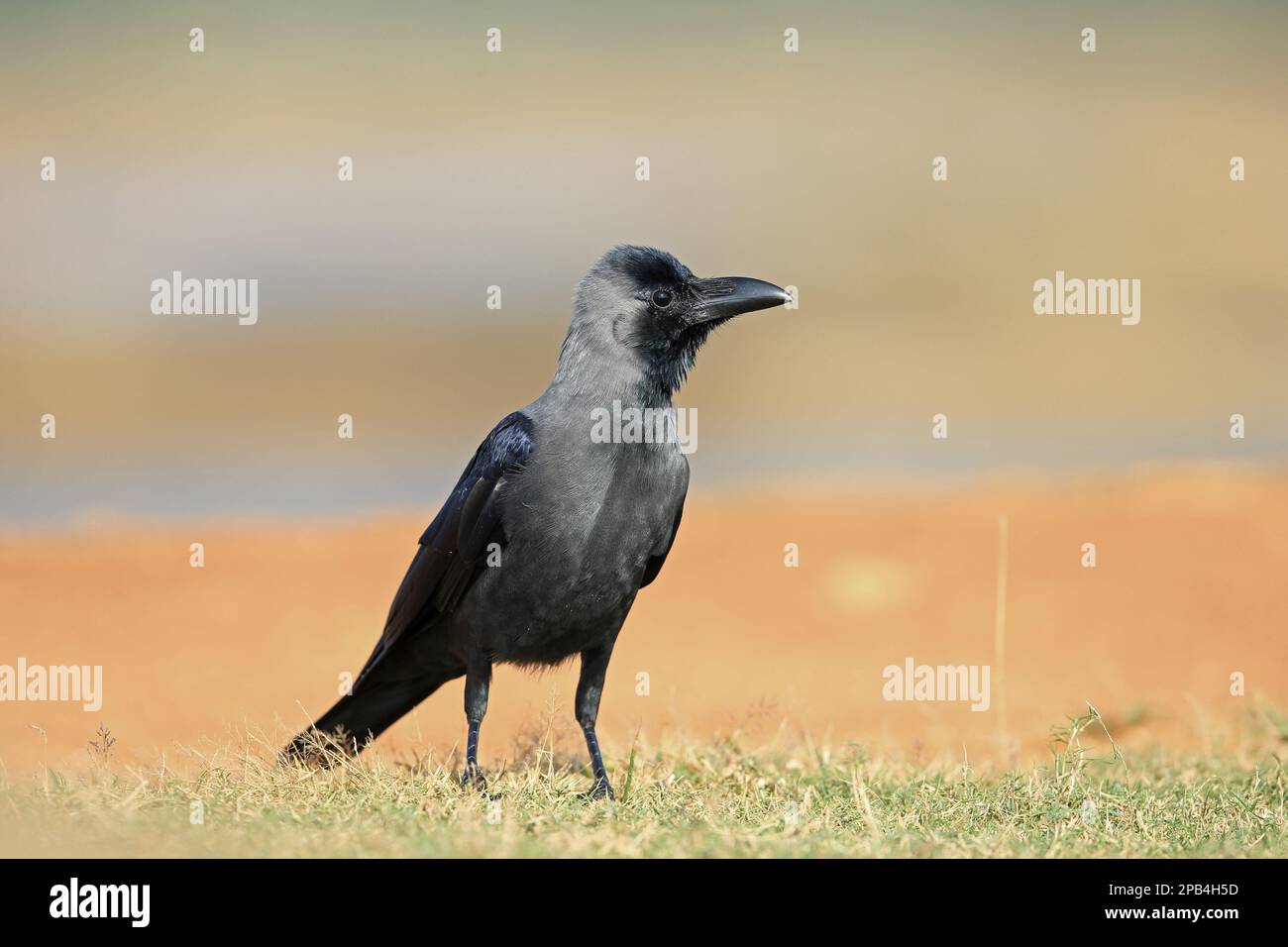 House Crow (Corvus splendens) adult, standing on grass, Sri Lanka, Asia ...