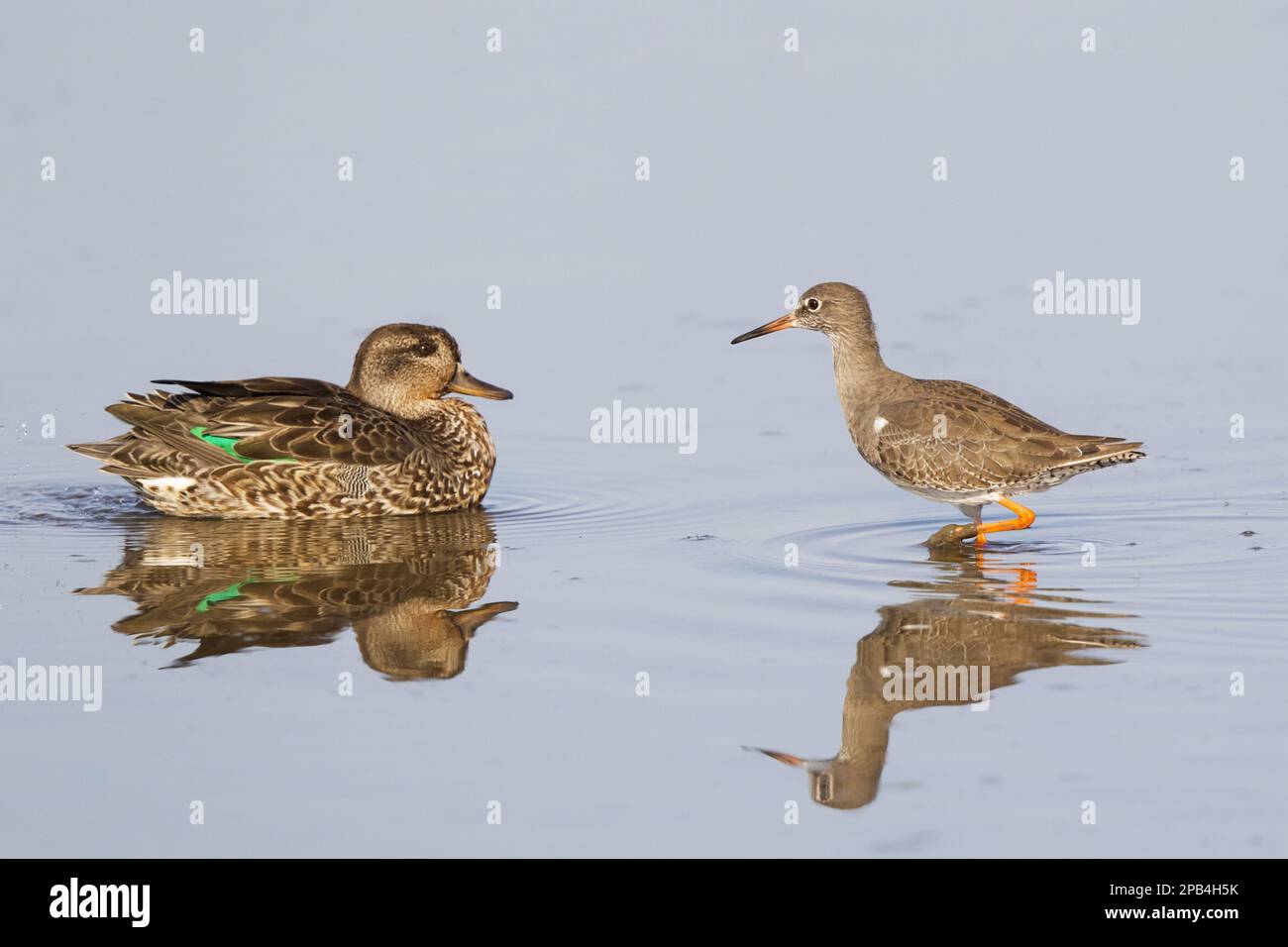 Common eurasian teal (Anas crecca) adult female, and common redshank ...