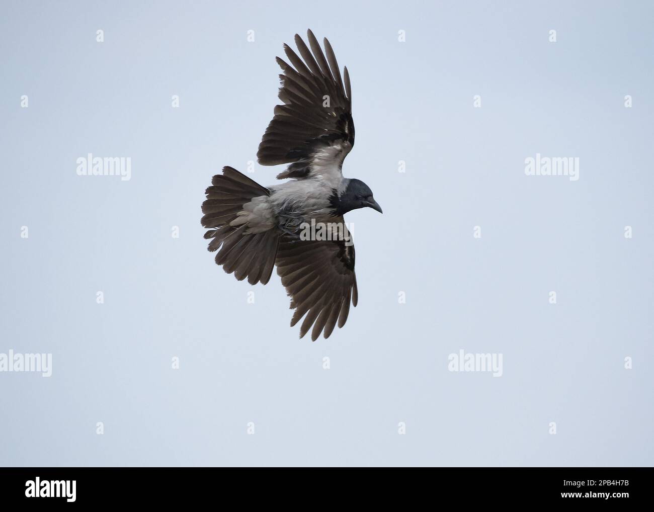 Hooded Crow (Corvus cornix) adult, in flight, Hortobagy N. P. Hungary ...