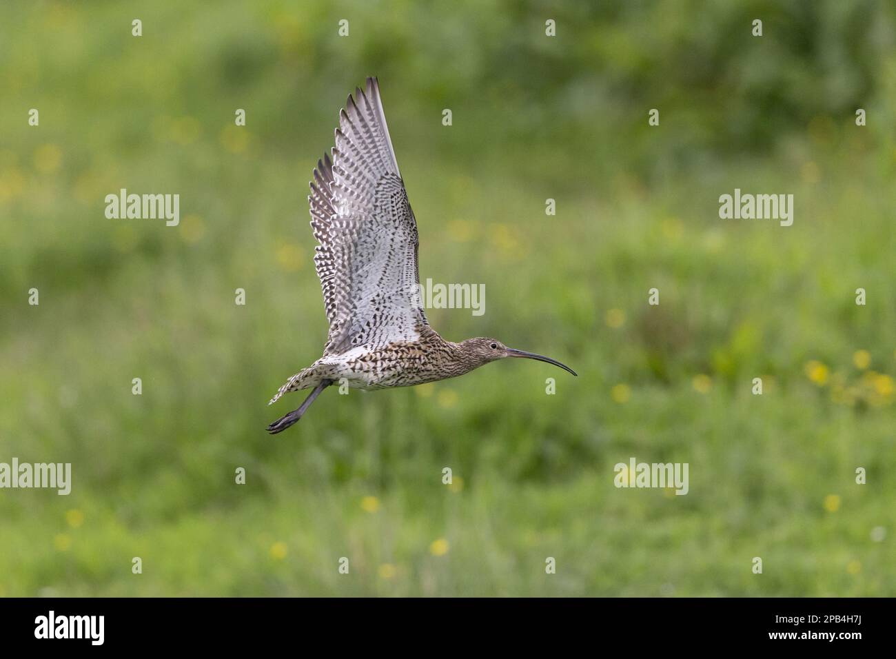 Side view of curlew in flight hi-res stock photography and images - Alamy