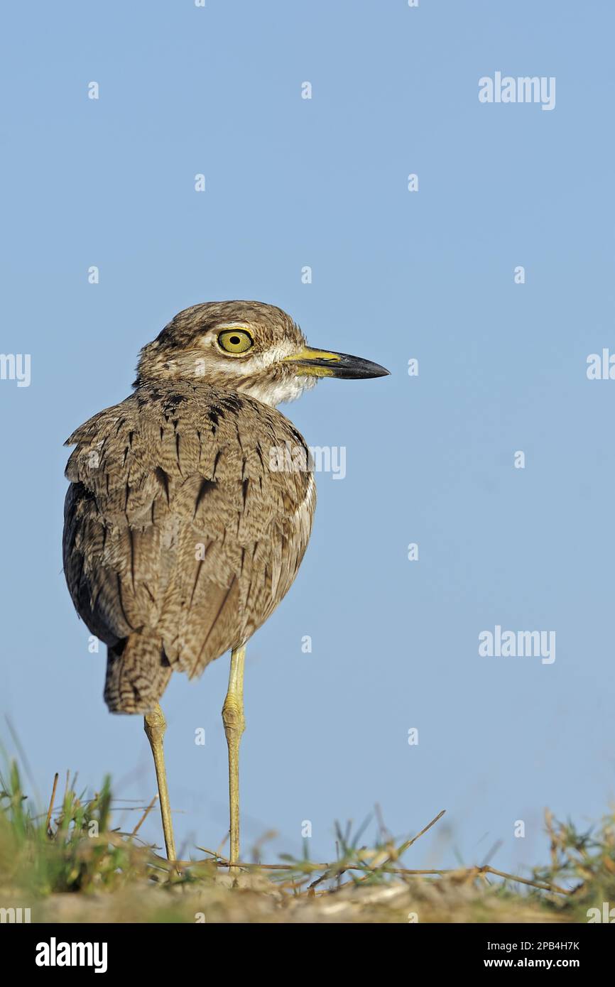 Water Dikkop (Burhinus vermiculatus) adult, standing, rear view, Chobe ...