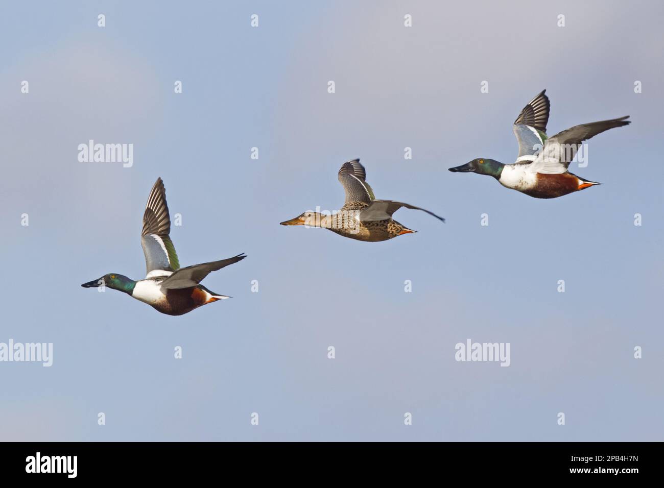 Female northern shoveler in flight hi-res stock photography and images - Alamy