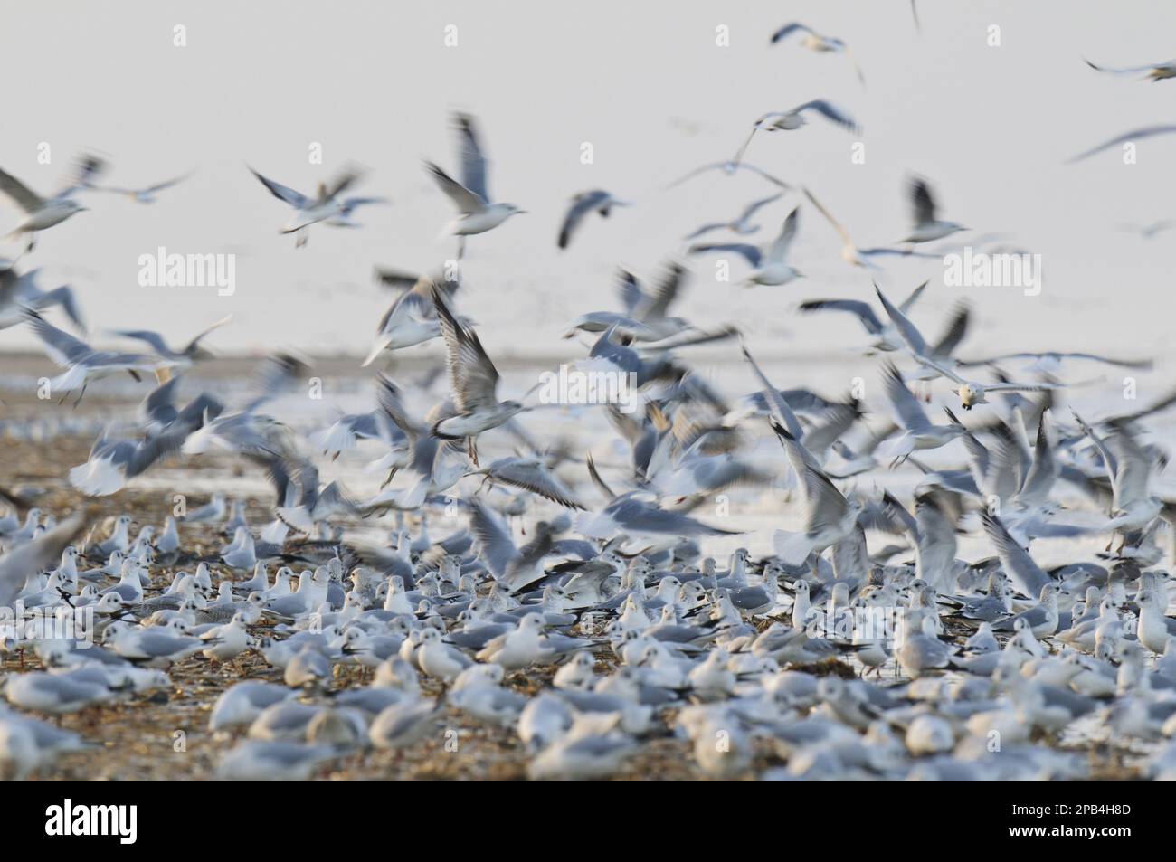 Black-headed Gull (Chroicocephalus ridibundus) and Common Gull (Larus ...