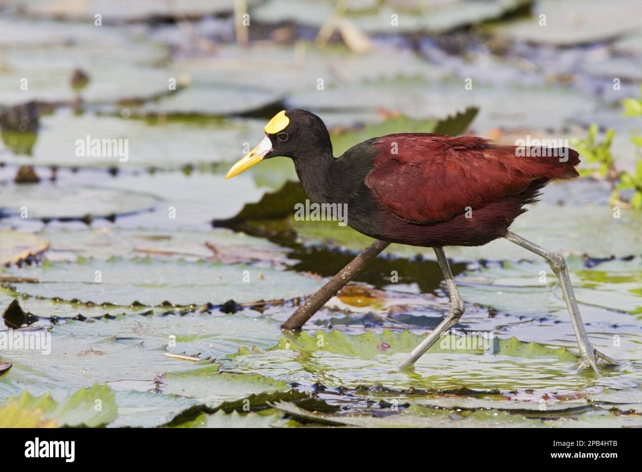 Northern Jacana (Jacana spinosa) adult, walking on floating vegetation ...
