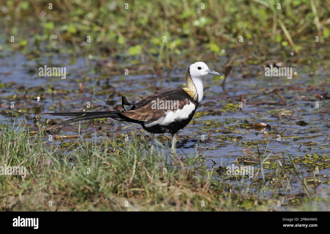 Pheasant-tailed jacana (Hydrophasianus chirurgus) adult, breeding ...