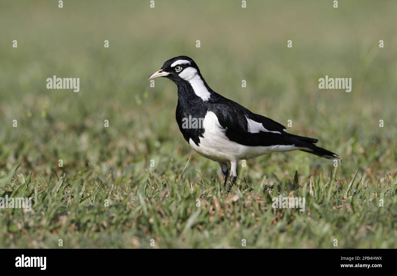 Australian magpie-lark (Grallina cyanoleuca), adult male, foraging for ...