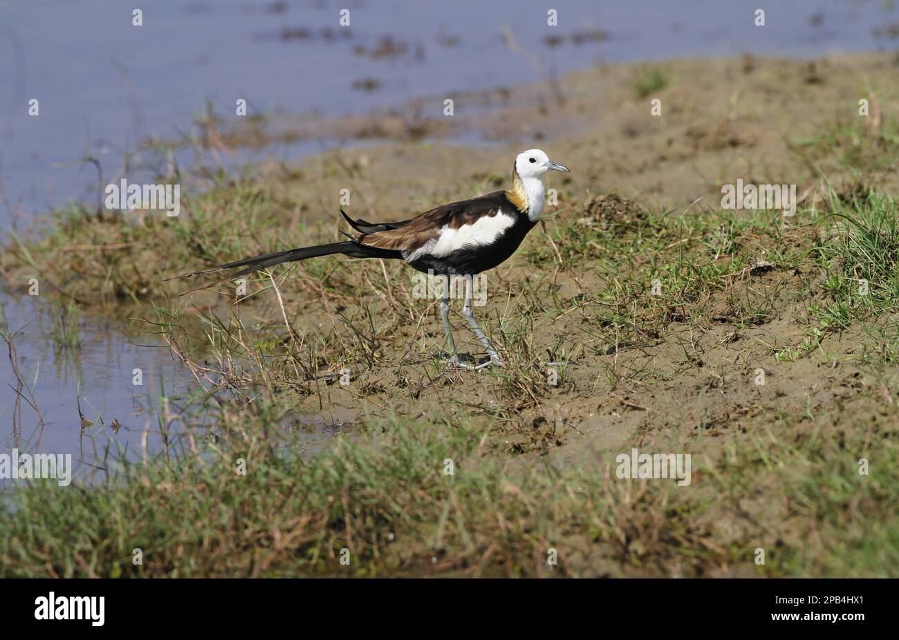 Pheasant-tailed jacana (Hydrophasianus chirurgus) adult, breeding ...