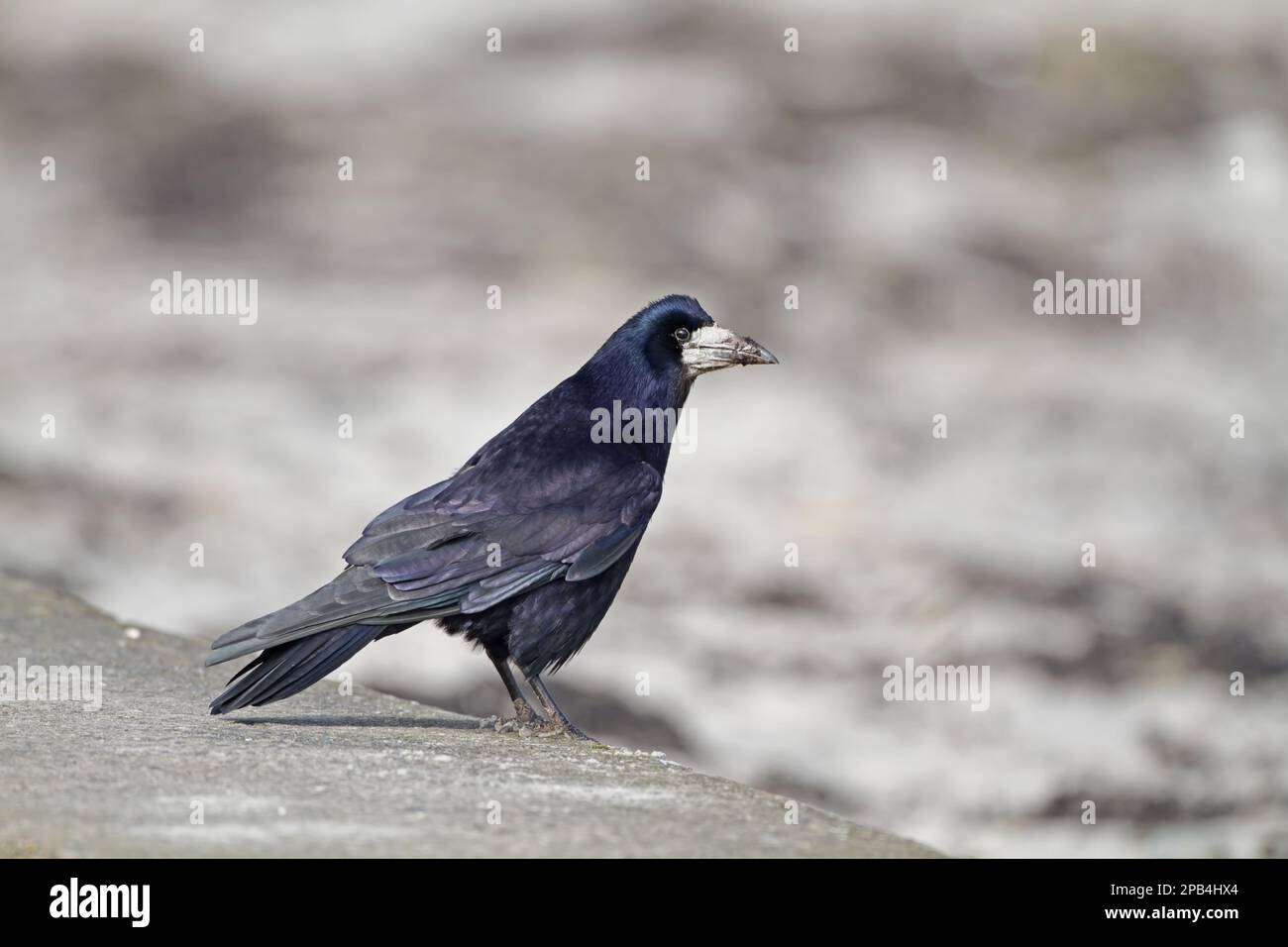 Rook, rooks (Corvus frugilegus), crow, corvids, songbirds, animals ...