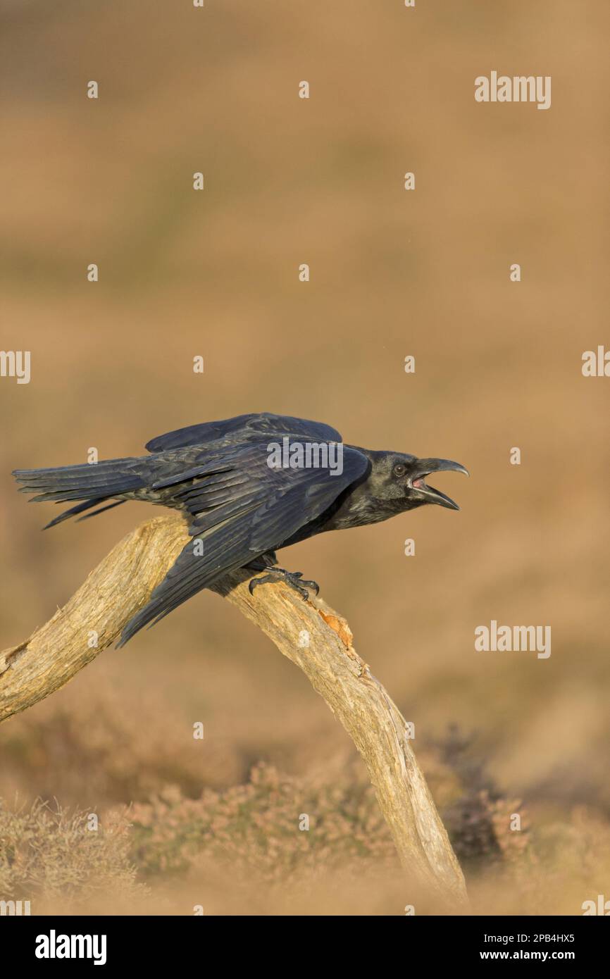 Side view raven on branch hi-res stock photography and images - Alamy