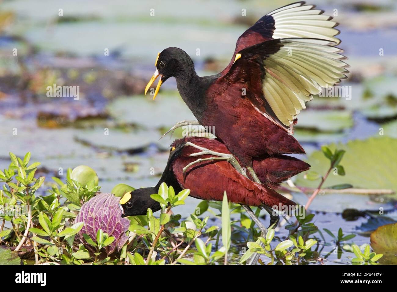 Northern Jacana (Jacana spinosa) adult pair, mating on floating ...