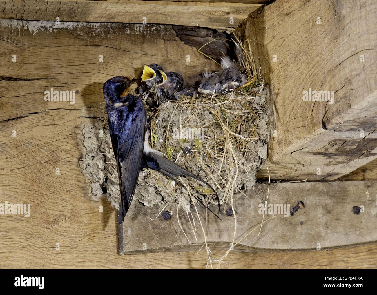 Barn Swallow, barn swallows (Hirundo rustica), Songbirds, Animals ...