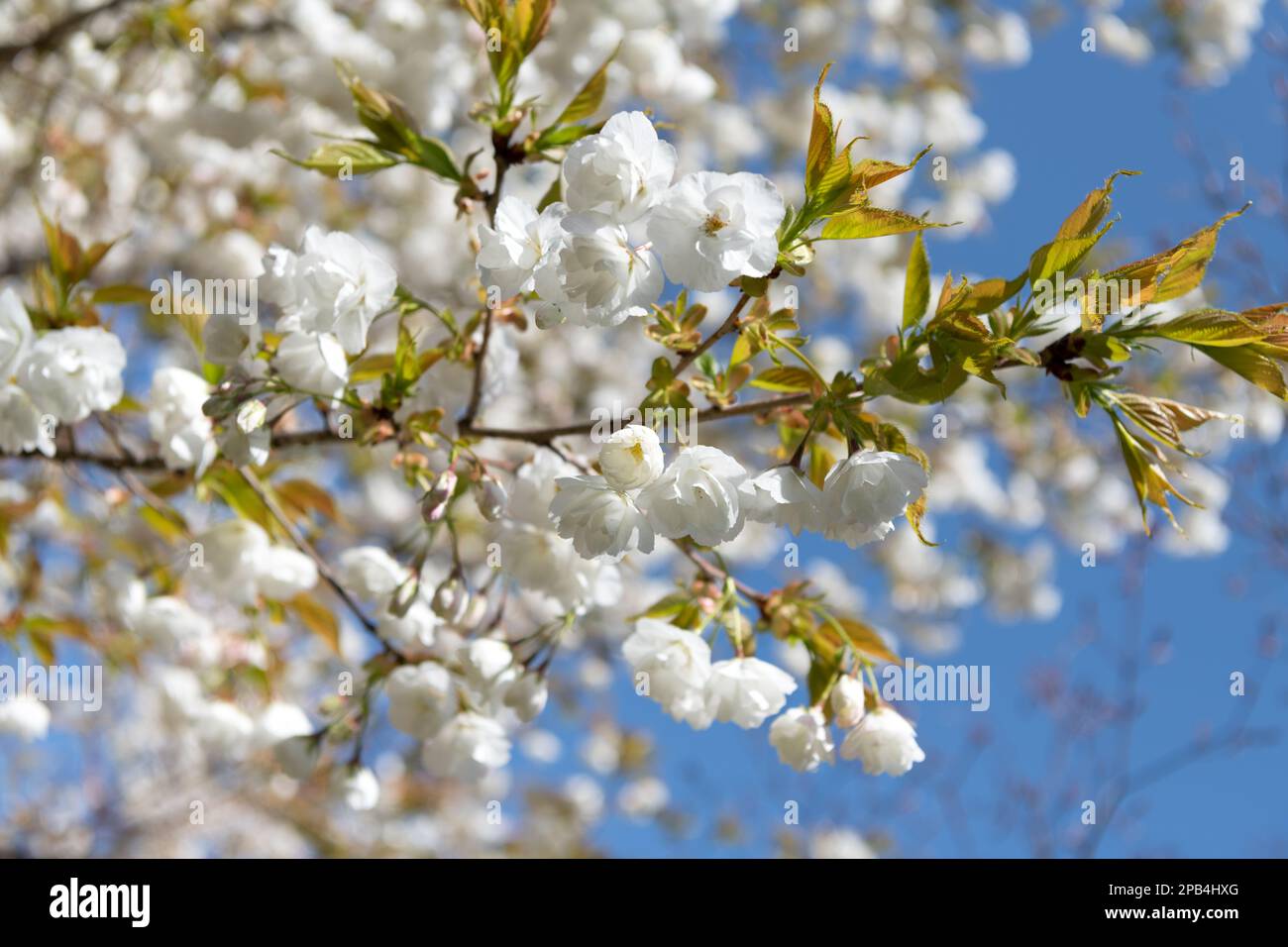 seasonal sakura tree flower blooming nature background in spring Stock ...