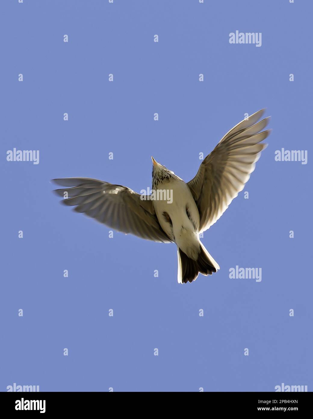 Skylark, eurasian skylarks (Alauda arvensis), songbirds, animals, birds ...