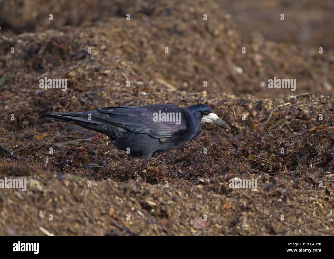 Rook, rooks (Corvus frugilegus), crow, corvids, songbirds, animals ...