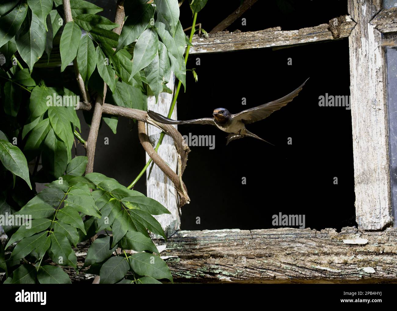 Barn Swallow, barn swallows (Hirundo rustica), Songbirds, Animals ...