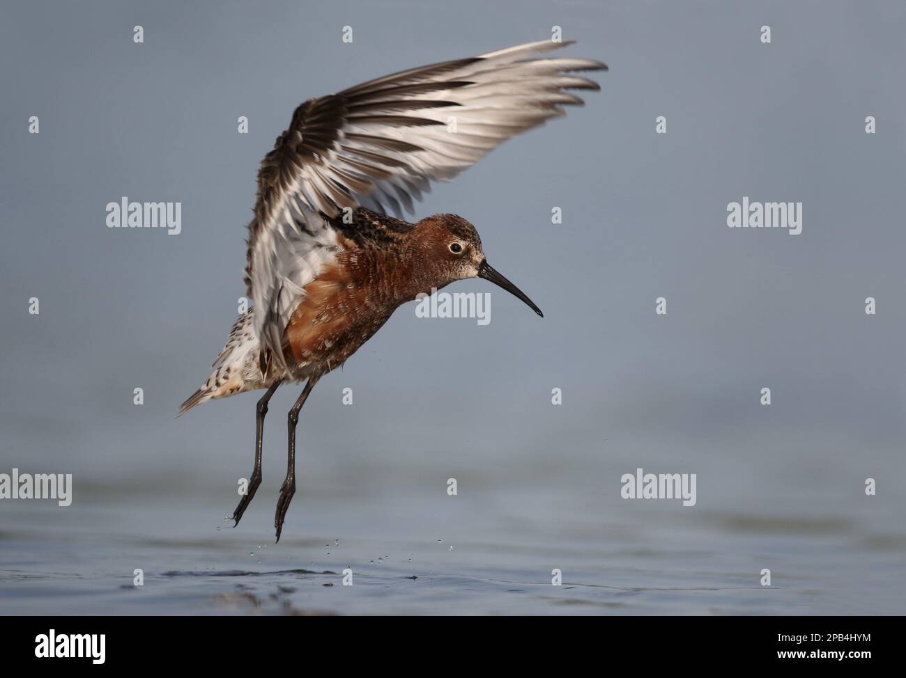 Curlew sandpiper (Calidris ferruginea), Animals, Birds, Waders, Curlew ...