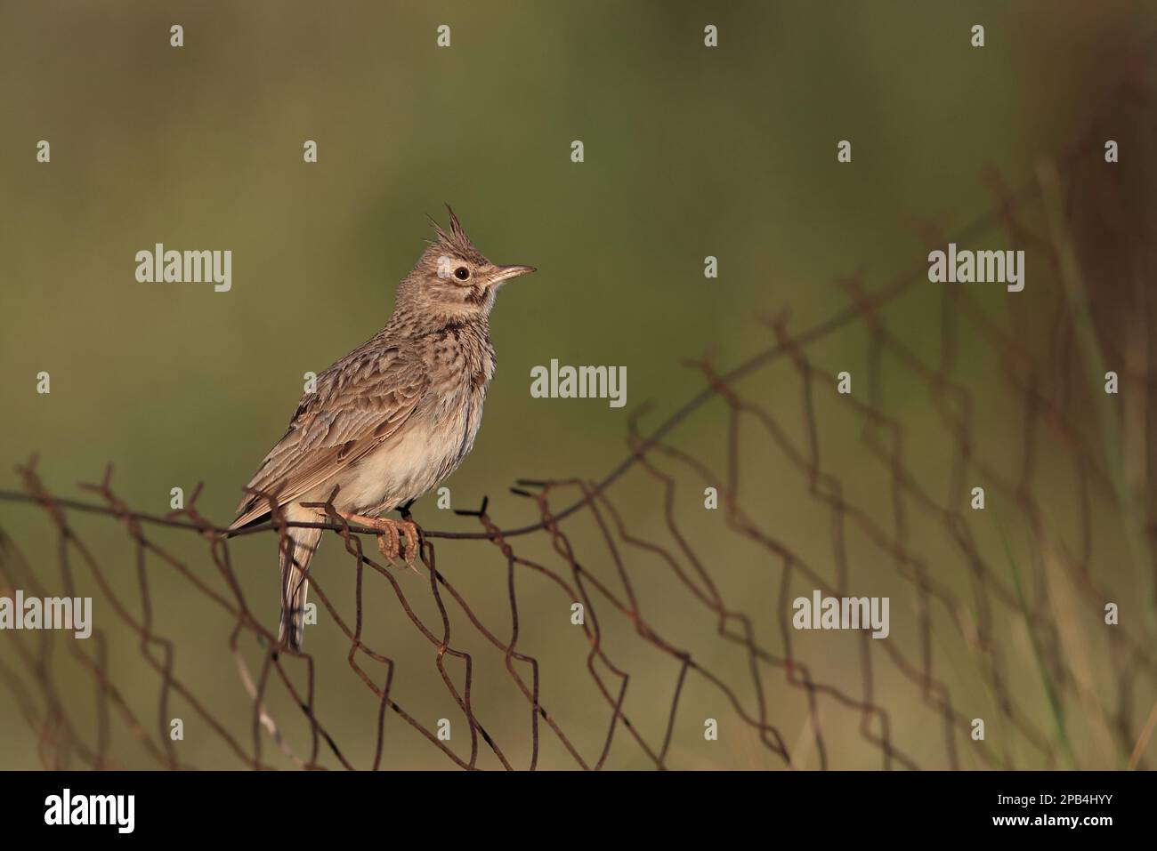 Crested lark (Galerida cristata) adult, sitting on rusty wire mesh ...