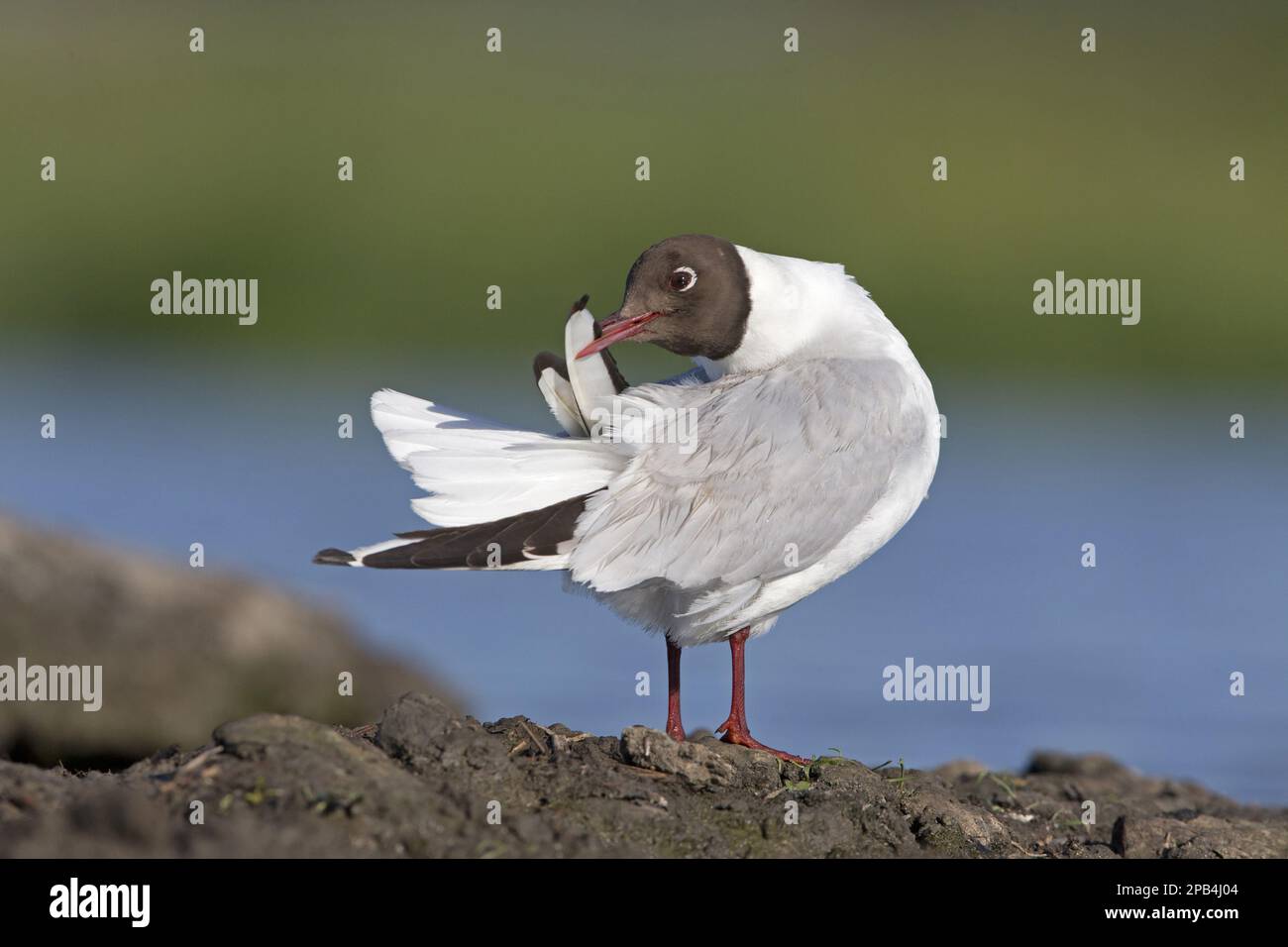 Black headed gulls preening hi-res stock photography and images - Alamy