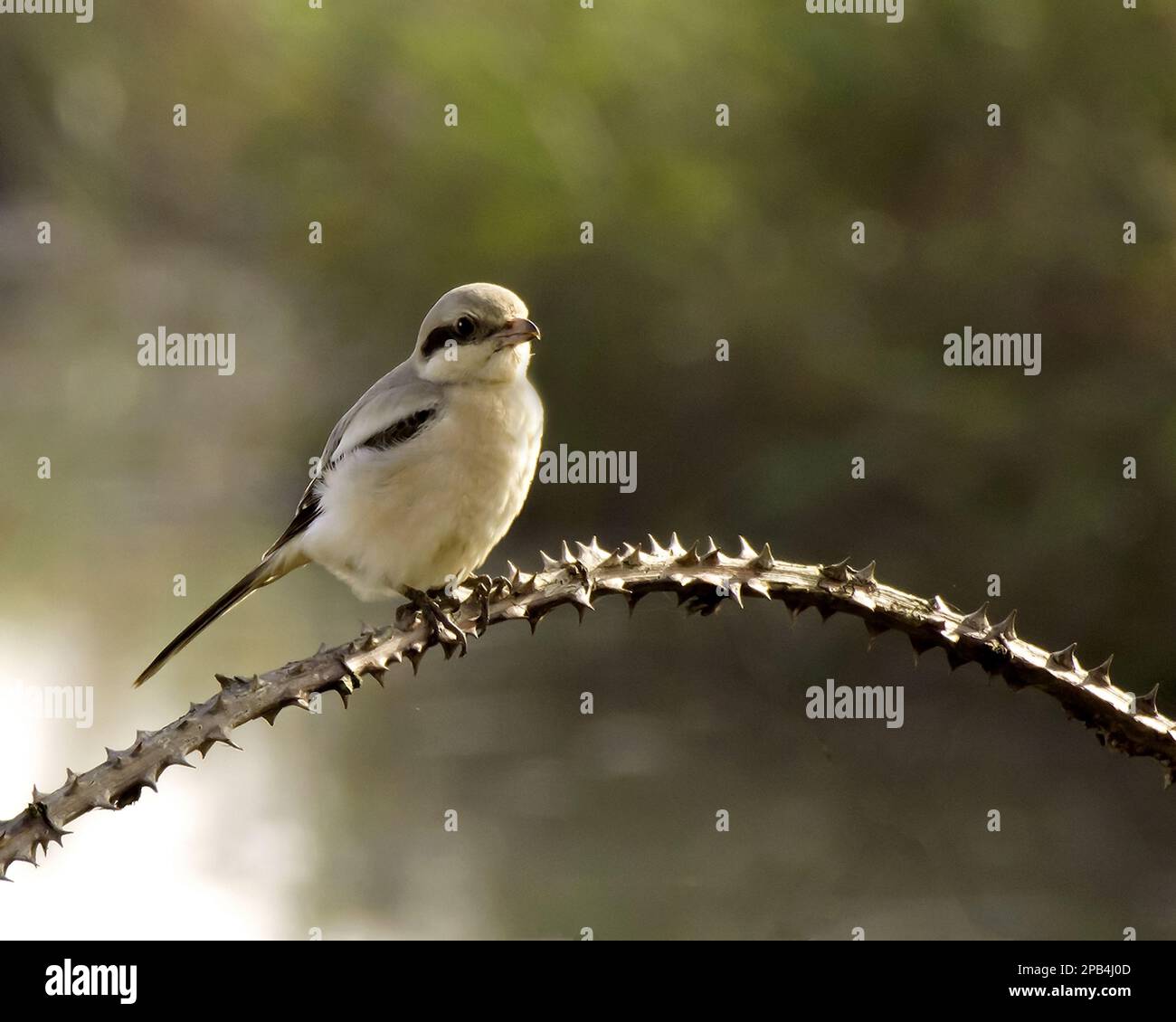 Southern grey shrike (Lanius meridionalis), Desert Shrike, Songbirds ...
