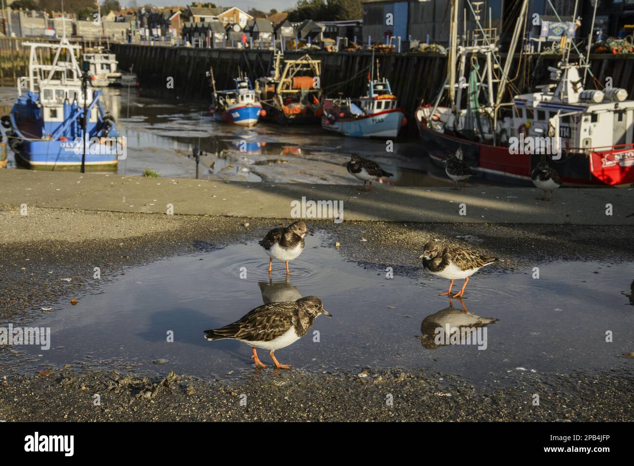 Ruddy ruddy turnstone (Arenaria interpres) adult, non-breeding plumage ...