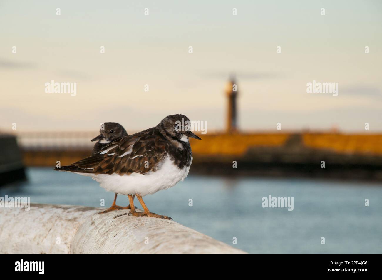 Ruddy Turnstone (Arenaria interpres) adult pair, moulting into breeding ...