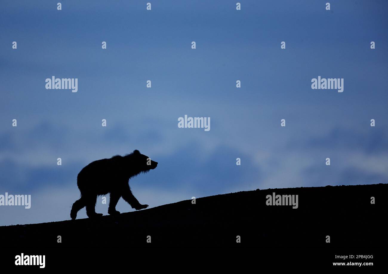 Grizzly bear, grizzly bears (Ursus arctos horribilis), brown bear ...