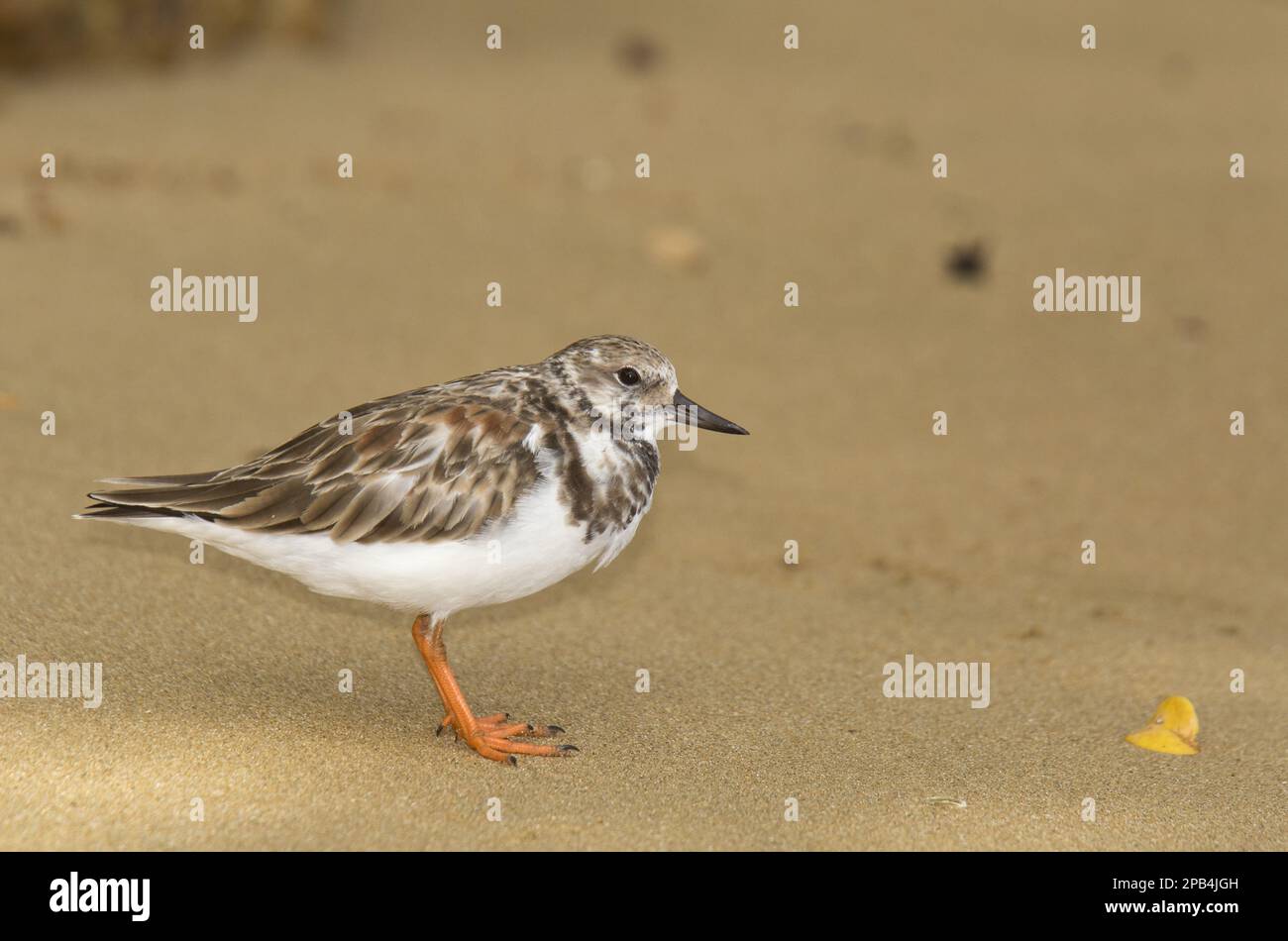 Ruddy Turnstone (Arenaria interpres morinella) adult, non-breeding ...