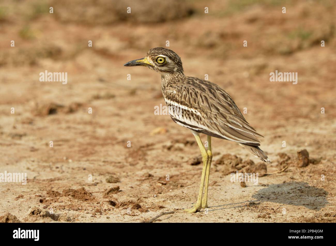 Indian indian stone-curlew (Burhinus indicus) adult, standing on sandy ...