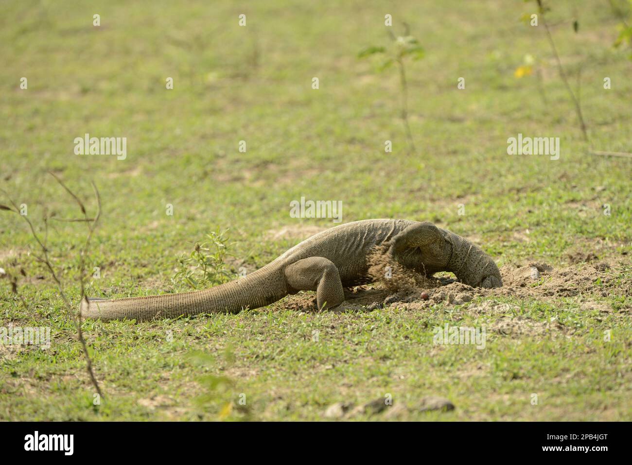 Adult bengal monitor (Varanus bengalensis), digging in the ground for ...
