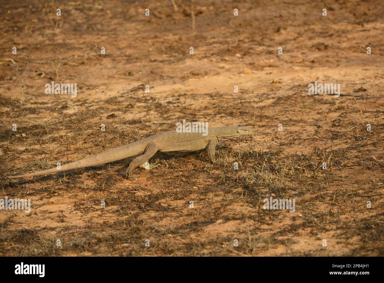 Bengal monitor (Varanus bengalensis), adult, running on sandy ground ...
