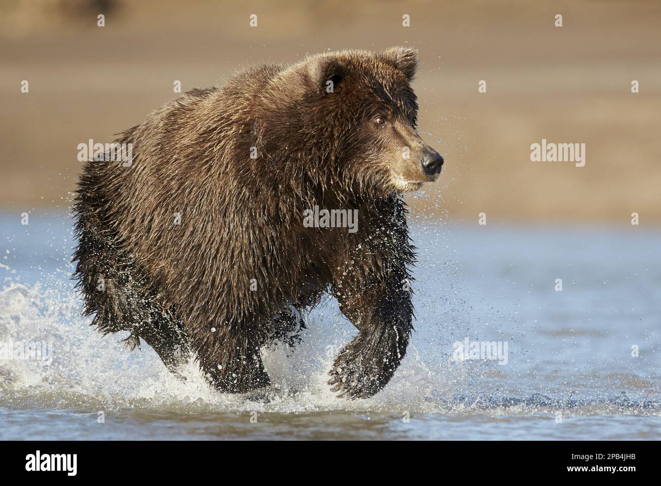 Grizzly bear, grizzly bears (Ursus arctos horribilis), brown bear, brown bears, bears, predators ...