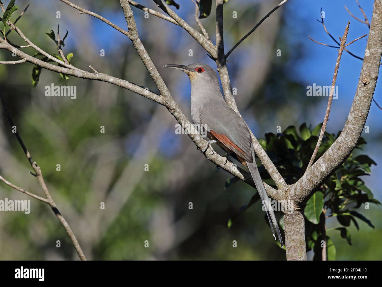 Saurothera longirostris, Haitian Cuckoo, Haitian Cuckoos, Animals ...