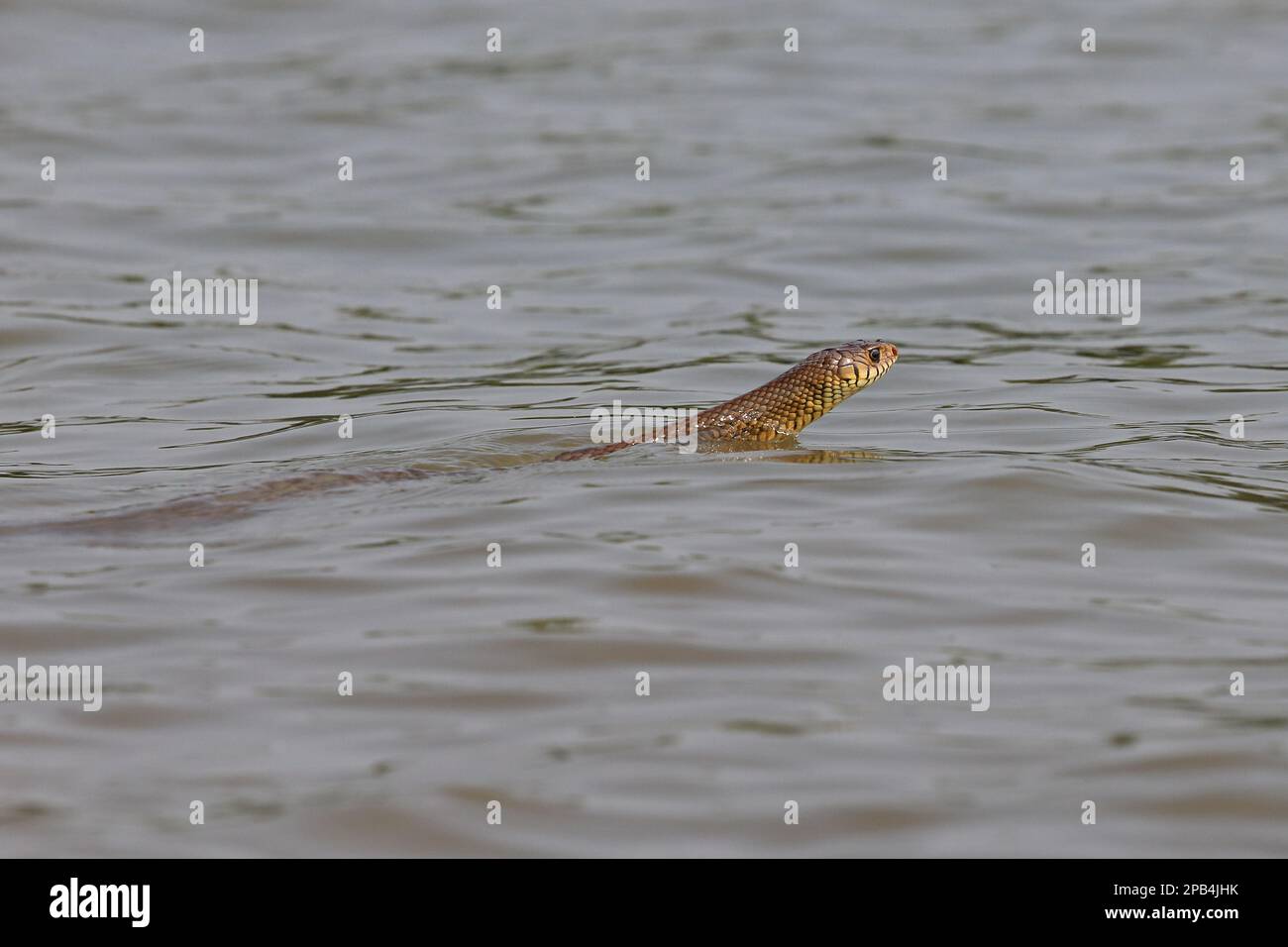 Oriental rat snake (Ptyas mucosa) adult, swimming, Goa, India, Asia ...