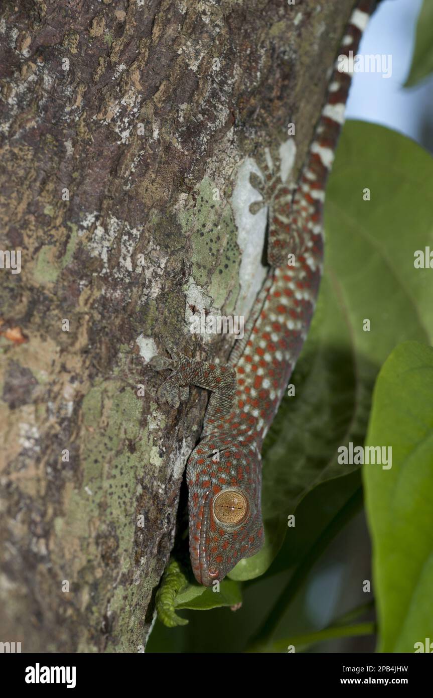 Tokay Gecko (Gecko gecko) adult, clinging to tree trunk, Klunkung, Bali ...