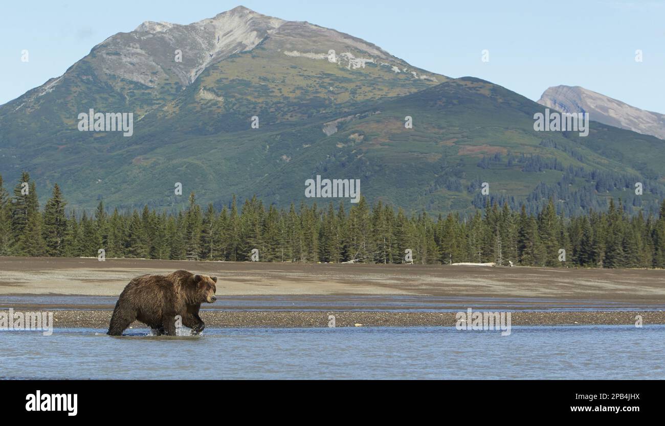 Grizzly bear, grizzly bears (Ursus arctos horribilis), brown bear ...