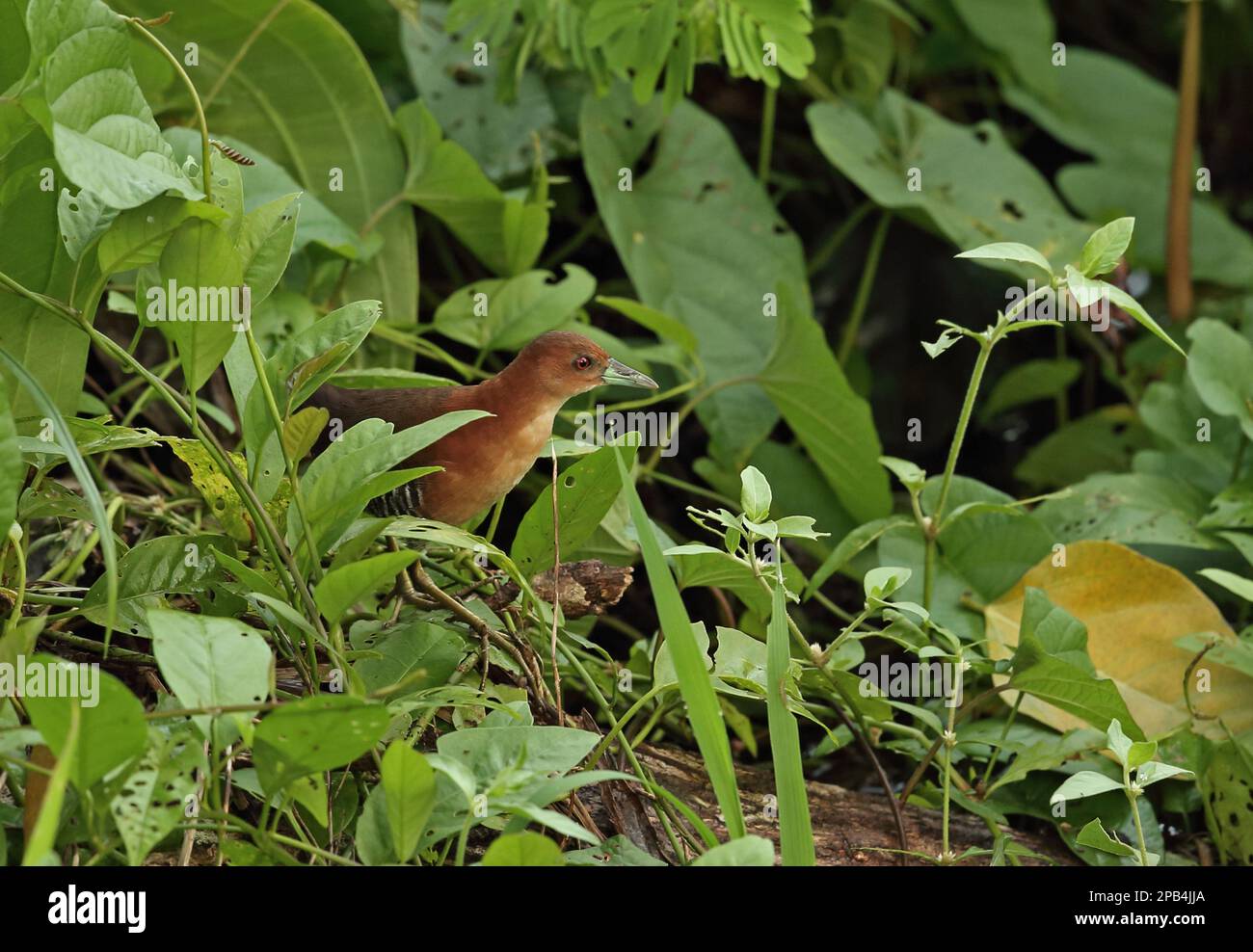Adult White-throated Crake (Laterallus albigularis albigularis ...