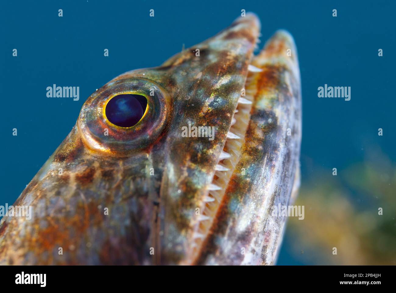 Varigated Lizardfish (Synodus variegatus) adult, close-up of head ...