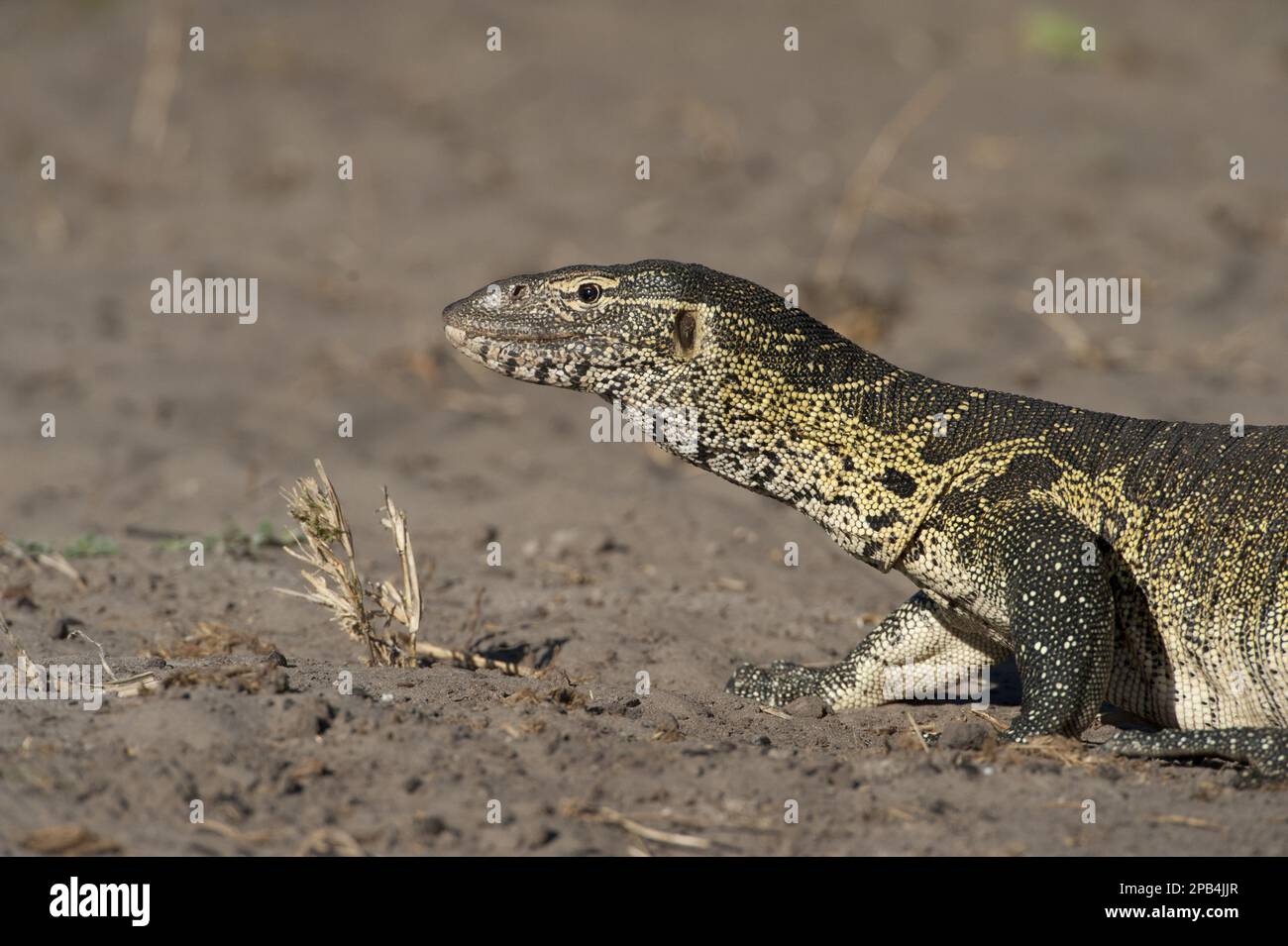 Nile Monitor (Varanus niloticus) adult, close-up of head and front legs ...
