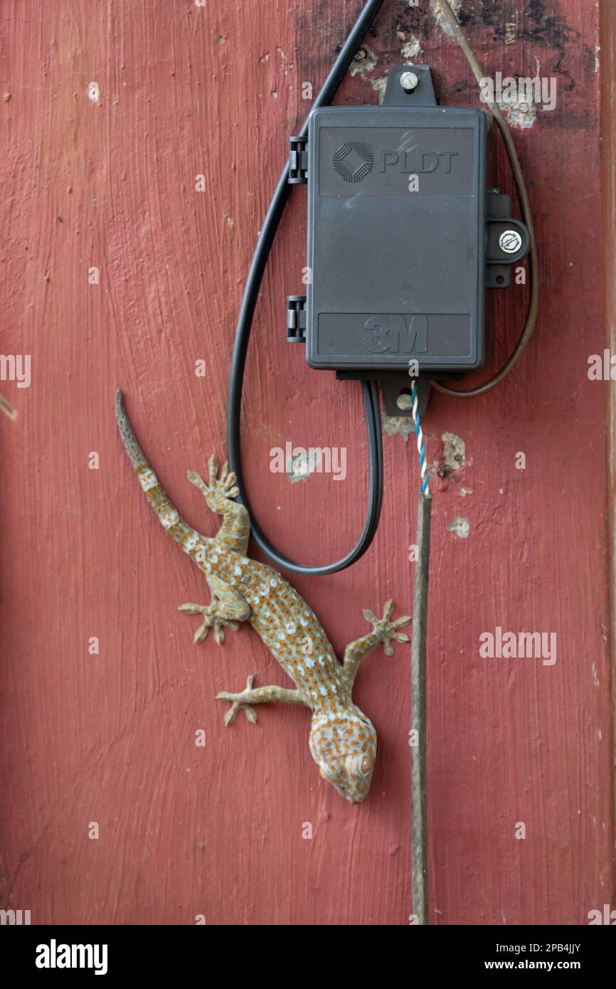 Adult Tokay Gecko (Gecko Gecko), on the wall with the telephone company ...