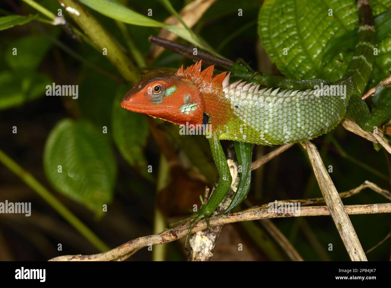 Common Green Forest Lizard adult male, clinging to twigs, Sinharaja ...