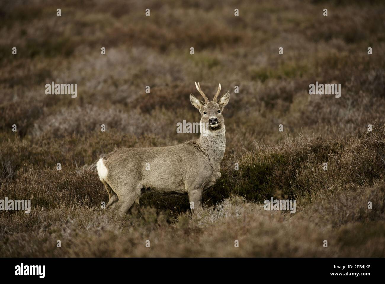 Roe deer, european roe deers (Capreolus capreolus), deer, ungulates ...