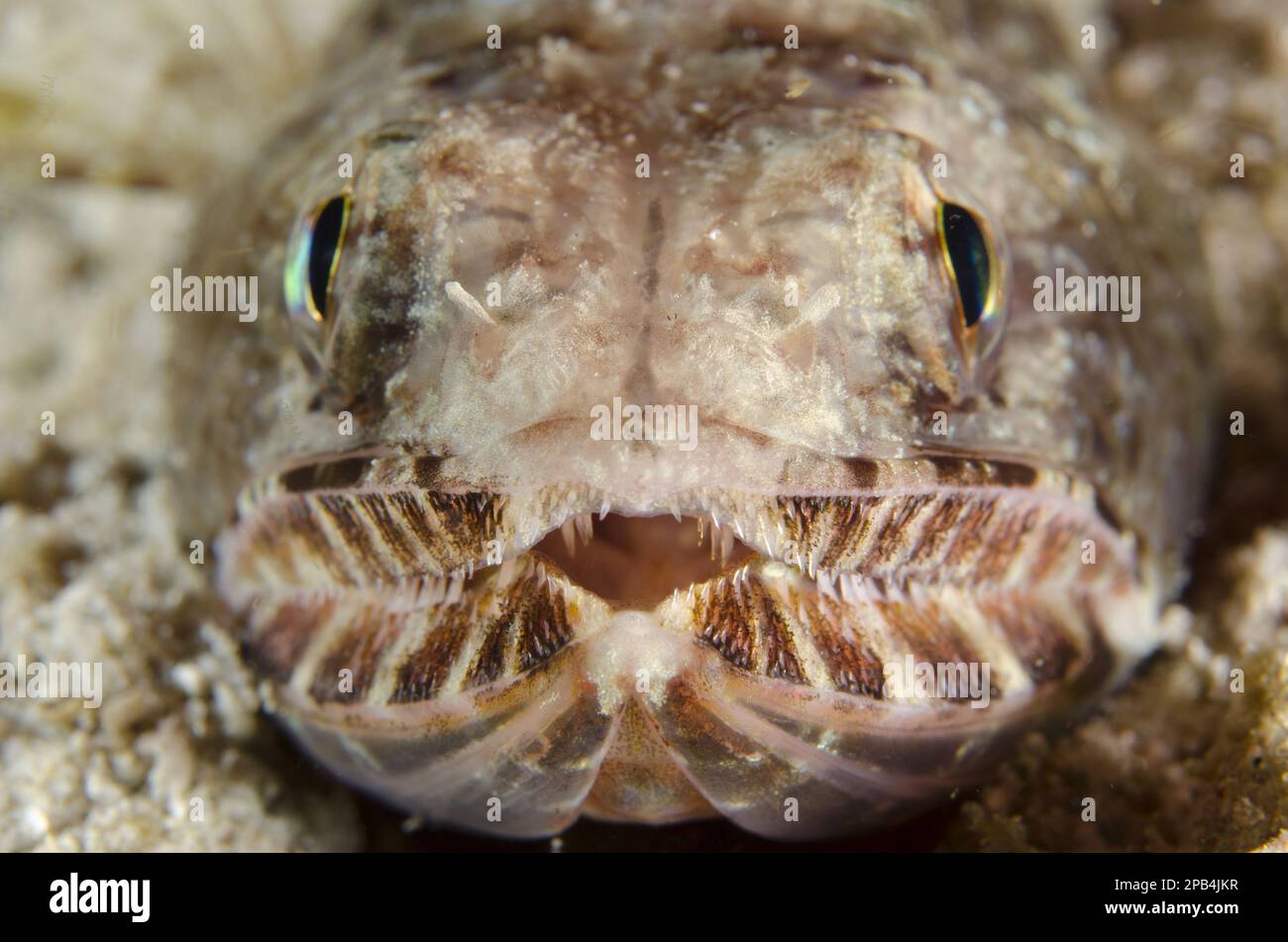 Slender Lizardfish (Saurida gracilis) adult, close-up of head, Padar ...
